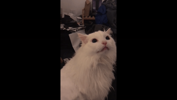 Waffles The Cat Gif